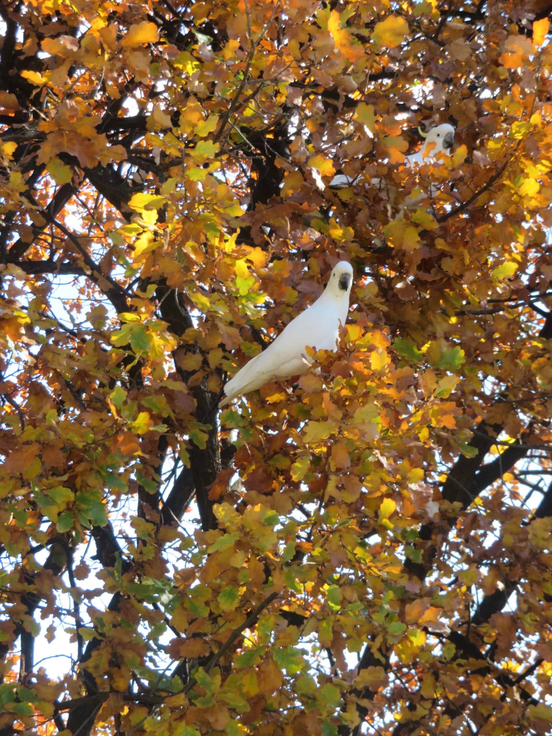 Best of Canberra in One Day (Detailed Itinerary with Suggested Times ...
