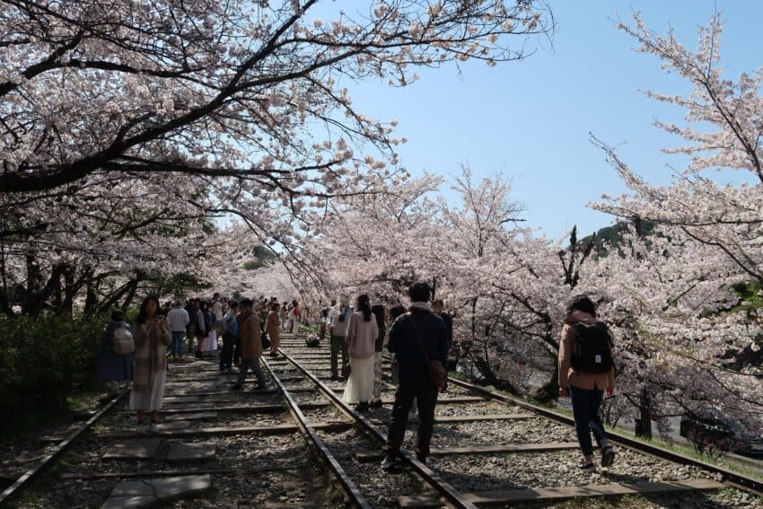 Where to see cherry blossoms in Japan – Part 2 (Kyoto, Osaka and Nara ...