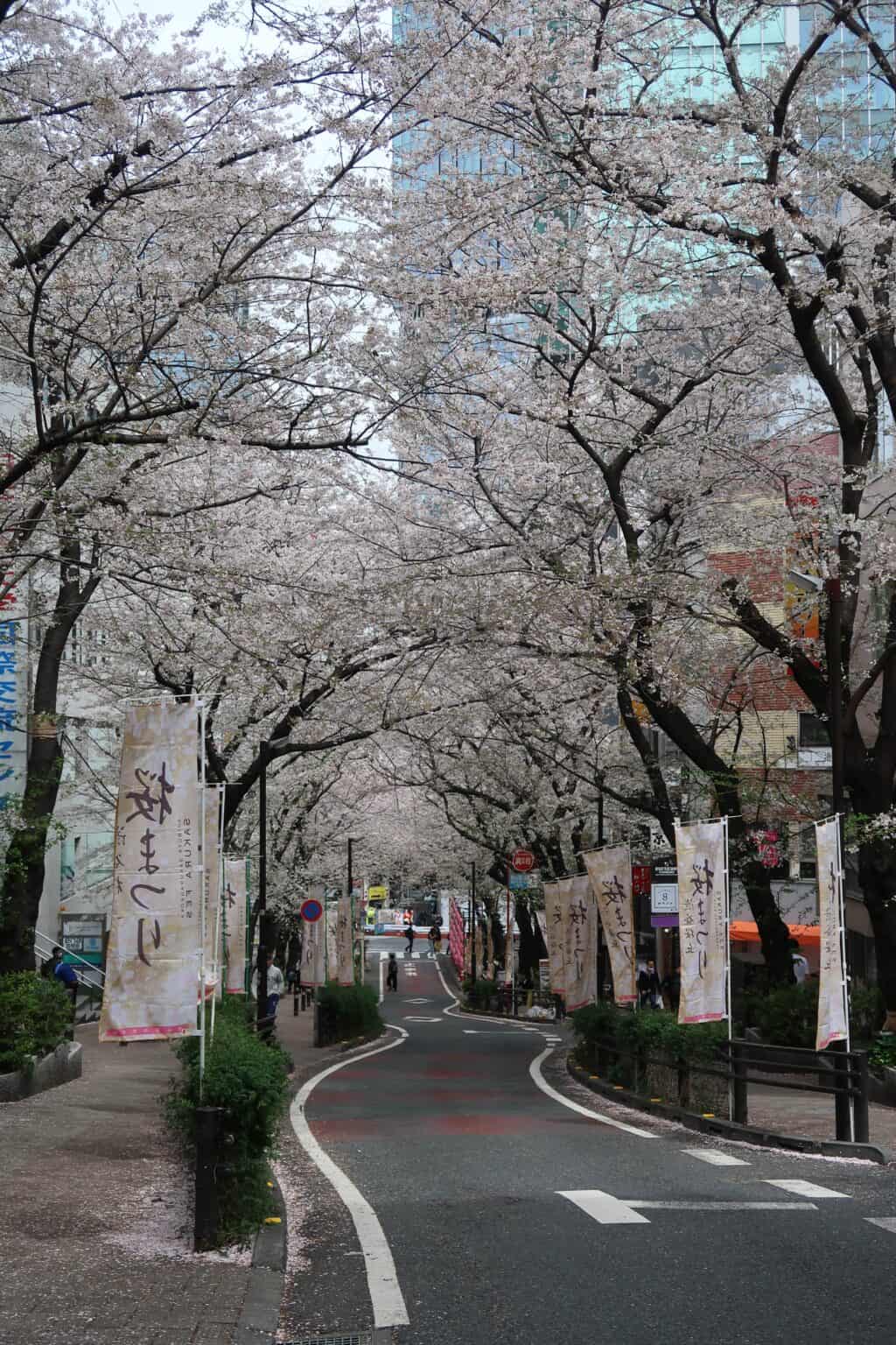 Best places to see cherry blossoms in Japan (Tokyo, Kawagoe and Mount ...